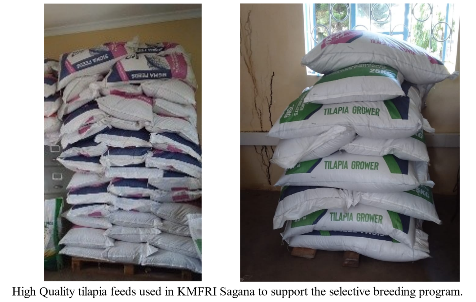 Genetically Improved Sagana Tilapia: A Breakthrough In Aquaculture ...