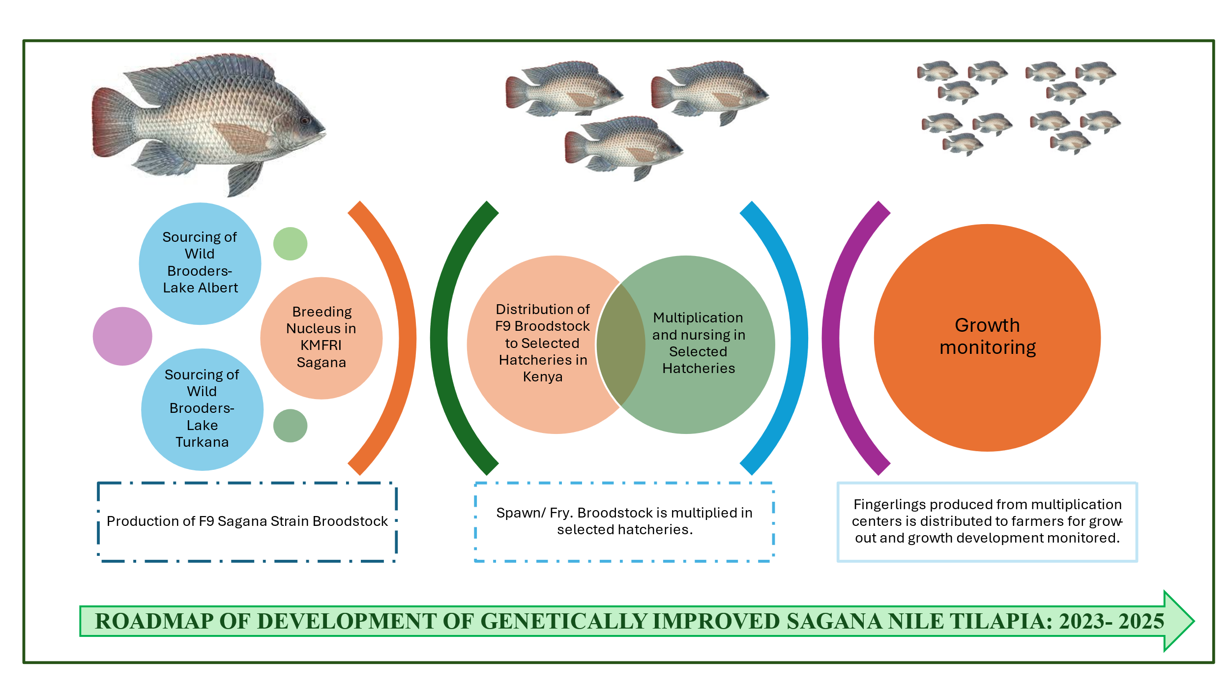 Genetically Improved Sagana Tilapia: A Breakthrough In Aquaculture ...